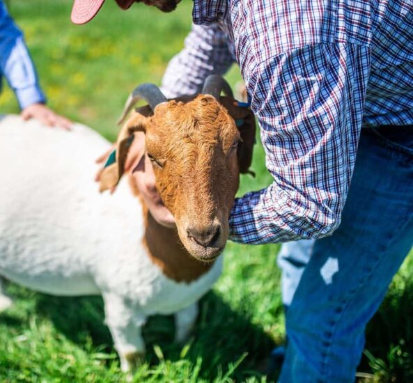 Animal Science (BS) | East Texas A&M University, ETAMU