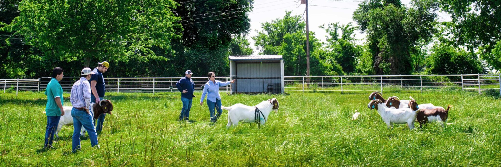 Animal Science Pre-Veterinary Medicine option (BS) | East Texas A&M ...