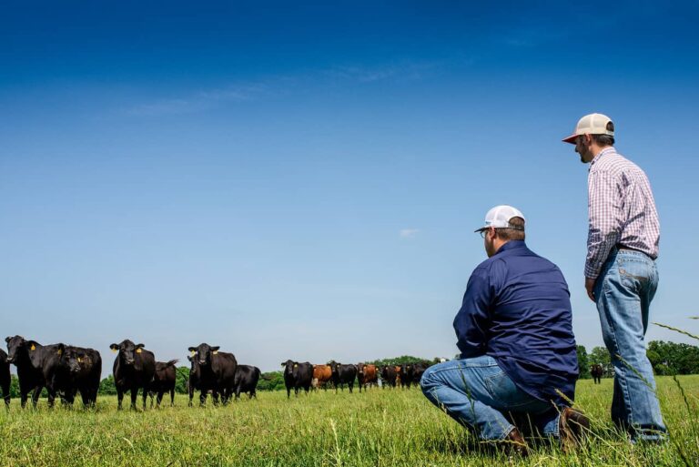 Animal Science (BS) | East Texas A&M University, ETAMU