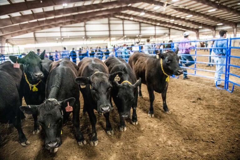 Animal Science (BS) | East Texas A&M University, ETAMU