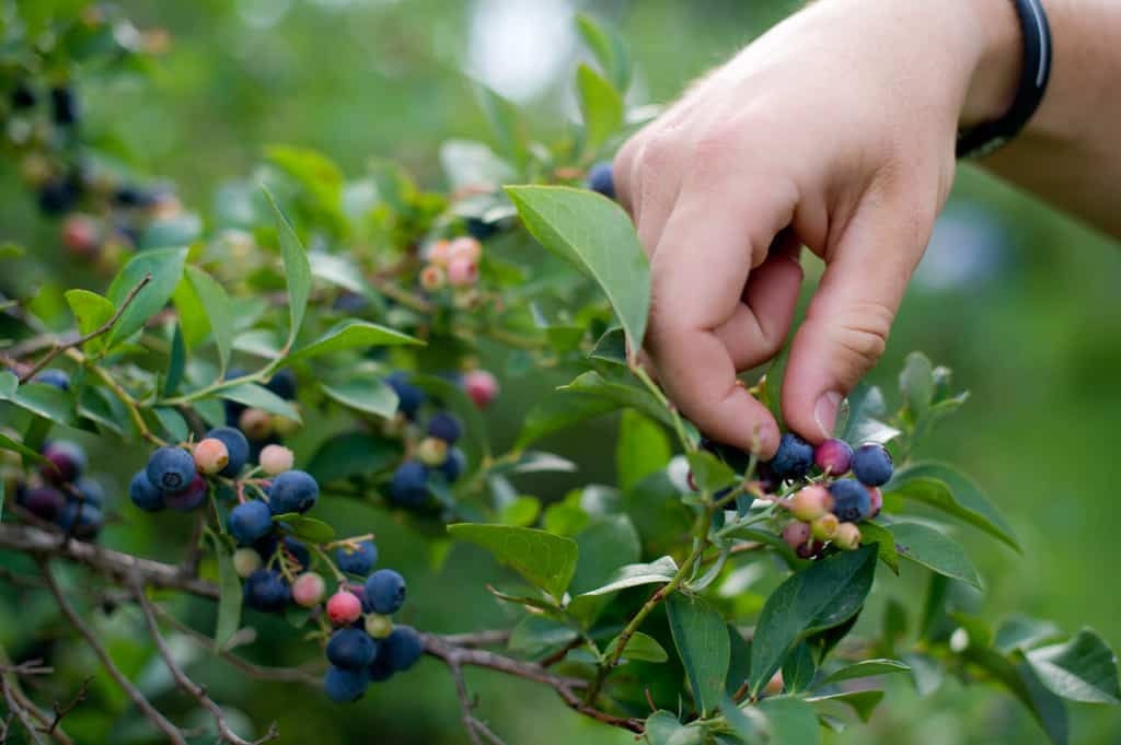 Twin Oaks Blueberry Farm Featured in D Magazine | East Texas A&M ...