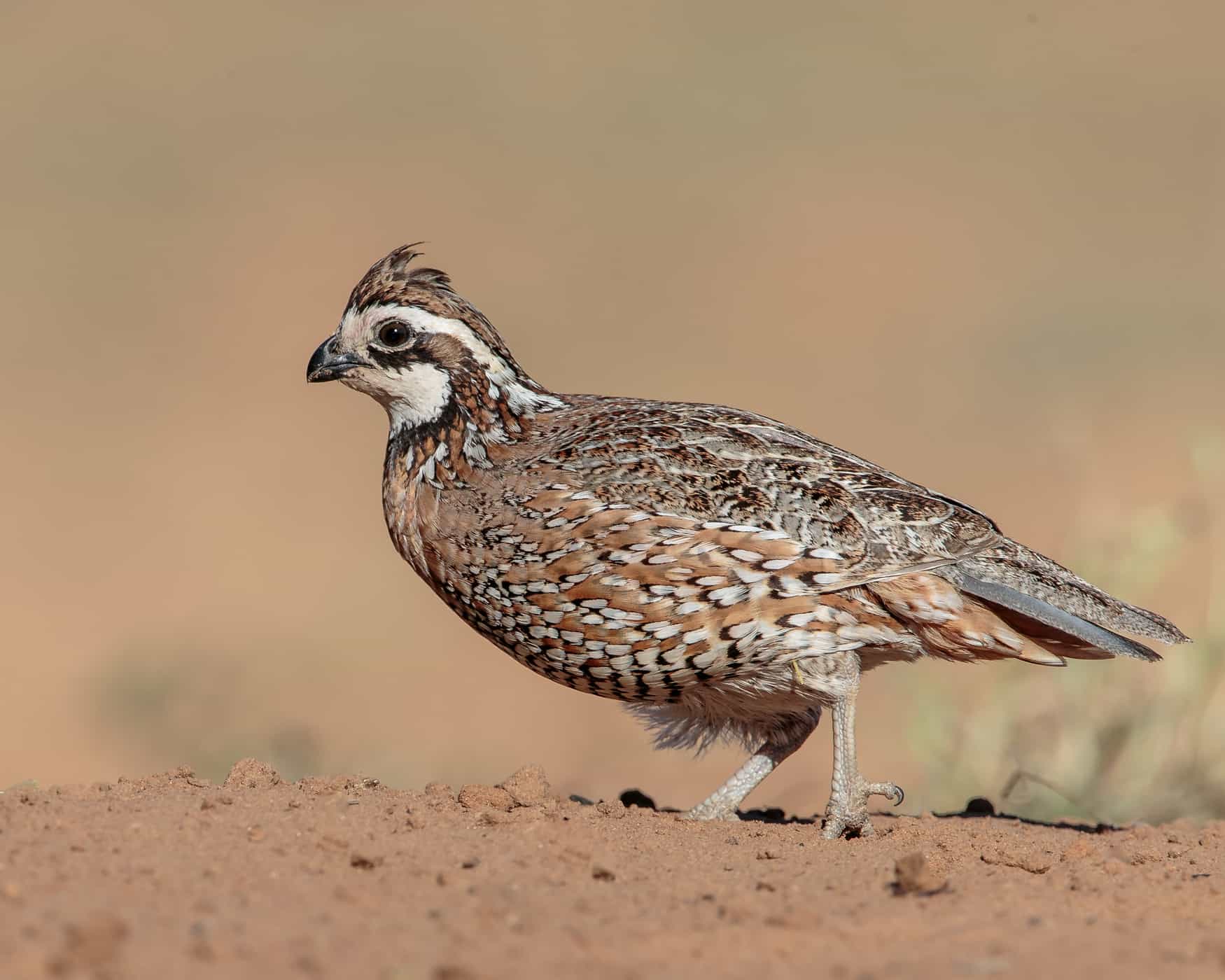 A&M-Commerce “Quail Professor” Says Temps Could Decimate Texas Quail ...