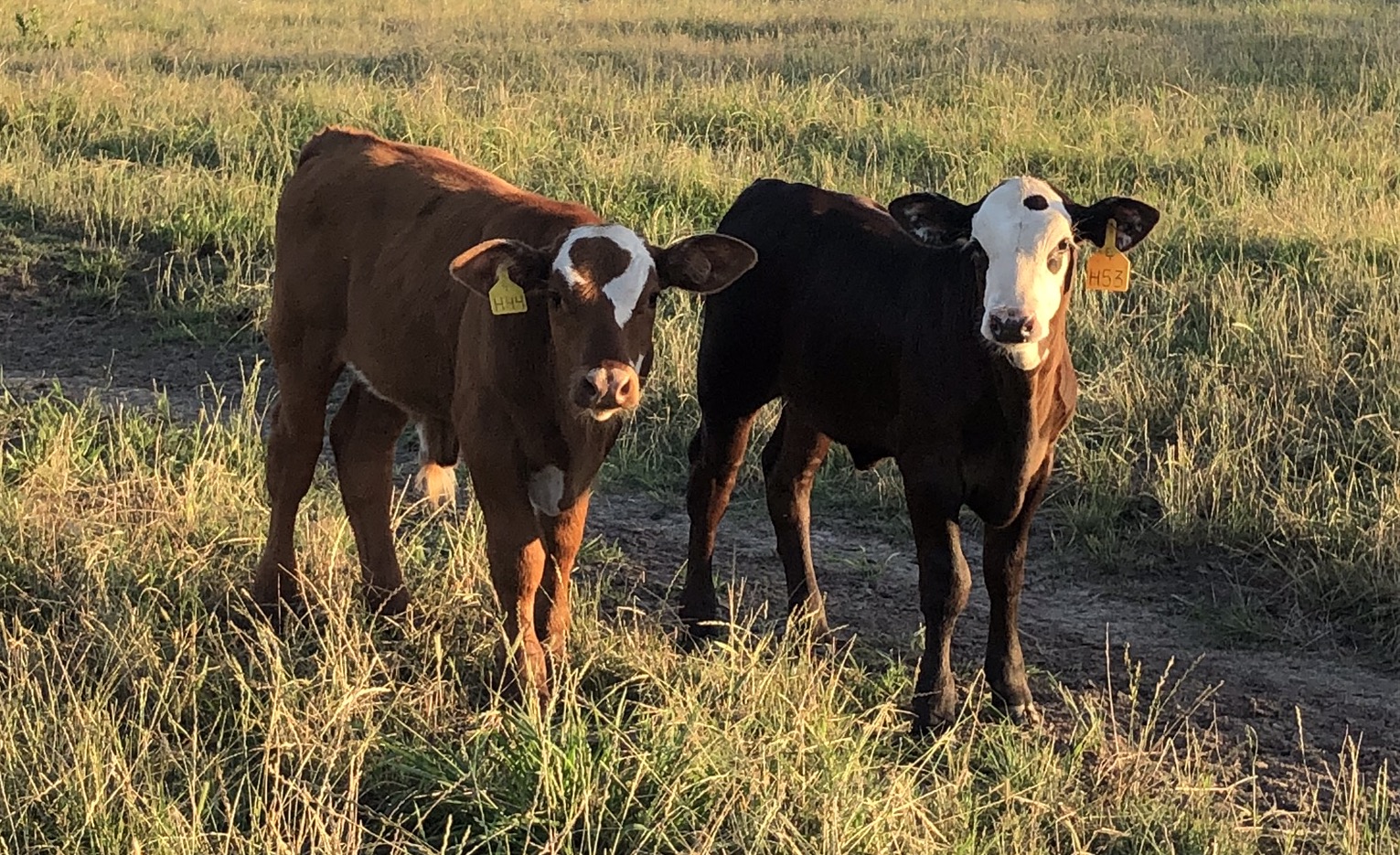 A&M-Commerce Expects “Super Baldy” Beef Cattle Breeding Program to Move ...