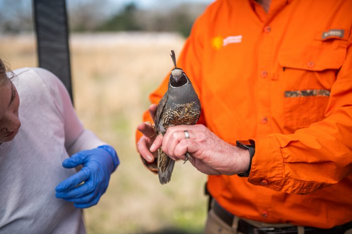 Research: Quail Research Station Program | East Texas A&M University, ETAMU