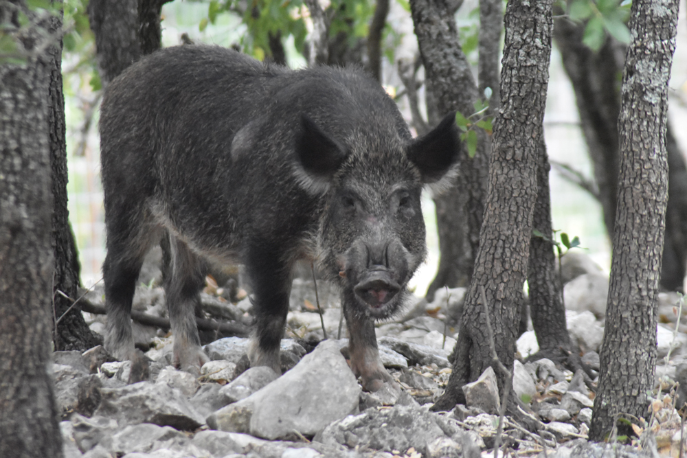 A&M-Commerce Researchers Contribute to Pivotal Study on Feral Hog ...