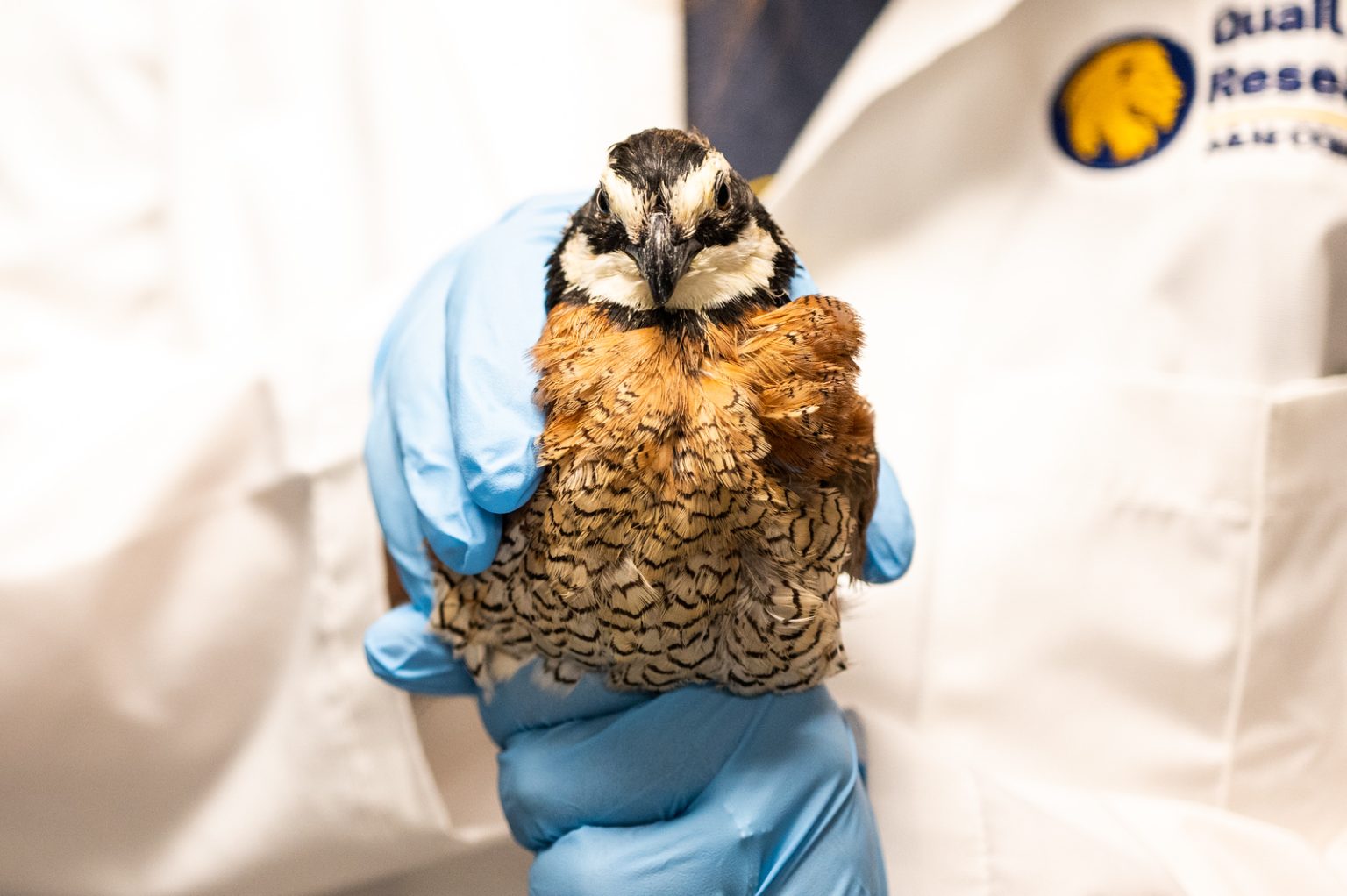 A Commitment to Quail: Gamebird Research at East Texas A&M | East Texas ...