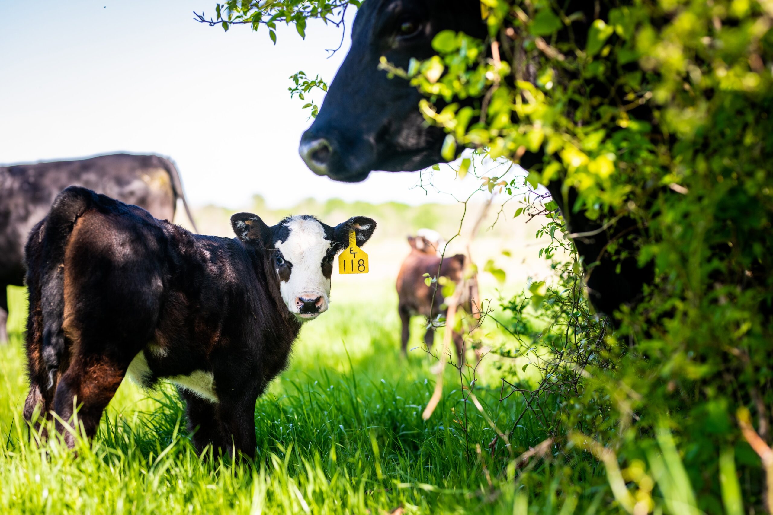 TAMUC Faculty's Cattle Research Presented at National Conference | East ...